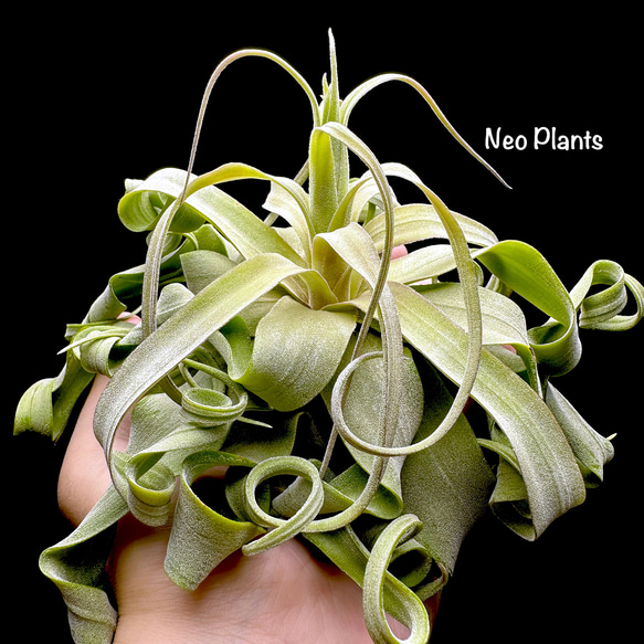 【Neo Plants owners collection】No.1 その他インテリア雑貨 PLANTSMAN 通販｜Creema(クリーマ ...