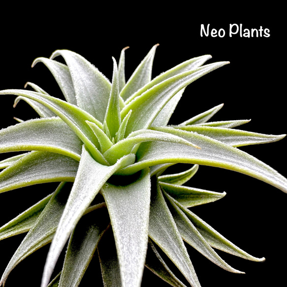 NO PLANTS！NO LIFE！！！【Neo Plants owners collection】エディシアエ その他インテリア雑貨 ...