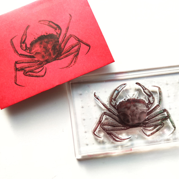 Biology Stamp ＜オオエンコウガニ＞ はんこ・スタンプ stamp be mine OSAKA 通販 15916371 ...