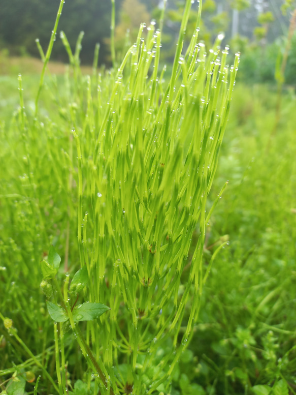 国産自然の恵みいっぱいの完全自然栽培(完全無農薬栽培)乾燥スギナ35g〜40g以上 紅茶・お茶・ハーブティー Shanti 通販｜Creema(クリーマ) 15920384