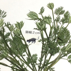 オルレアのつぼみ(20本) の押し花素材 その他素材 ミーアンドタマ 通販｜Creema(クリーマ) 15974387