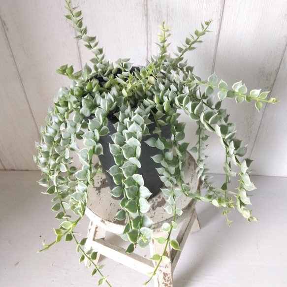 希少 珍しい ディスキディア*ミリオンハート 斑入り 高級セラアート鉢受皿付 観葉植物【送料無料・一部地域除く】 多肉植物 phylica ...