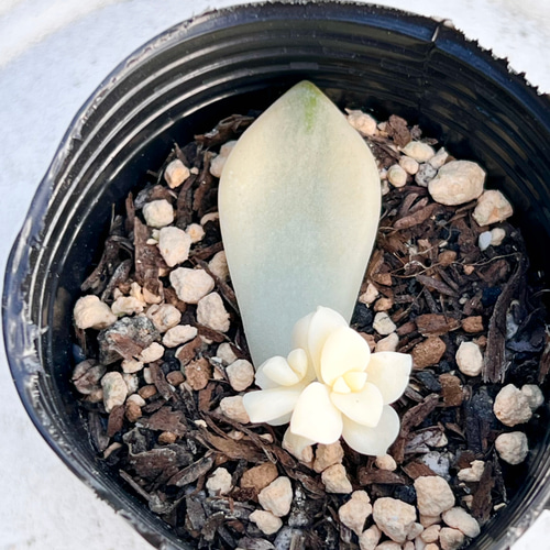 ティテュバンス錦*人気ベビー♡⃛葉挿し*多肉植物*抜き苗 ティテュバンス錦*人気ベビー♡⃛葉挿し*多肉植物*抜き苗