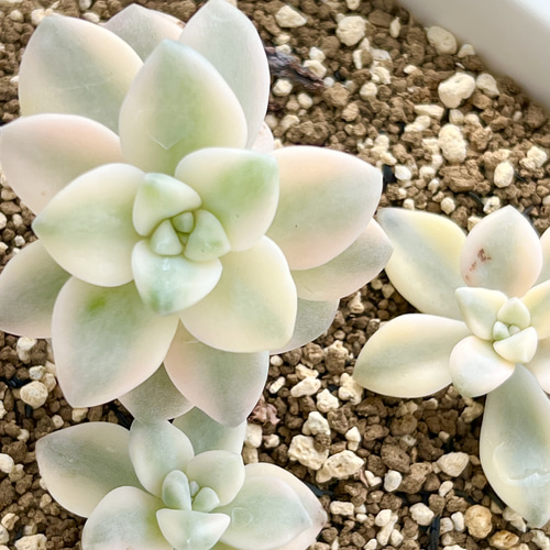 ティテュバンス錦*人気ベビー♡⃛葉挿し*多肉植物*抜き苗 ティテュバンス錦*人気ベビー♡⃛葉挿し*多肉植物*抜き苗