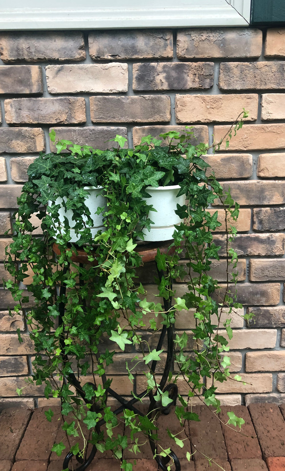 リーフ ヘデラ ヘリックス「ピッツバーグ」青葉 ロング吊り鉢 その他素材 Comu＊Garden 通販｜Creema(クリーマ) 16136866