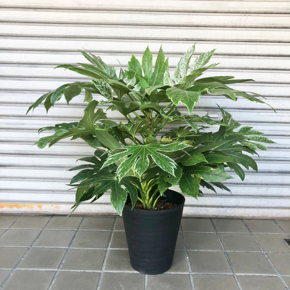 斑入り品種 大型 ヤツデ ツムギシボリ 8号 セラアート鉢 受皿付 その他インテリア雑貨 PLANTS SHOP OLIVE 通販 ...