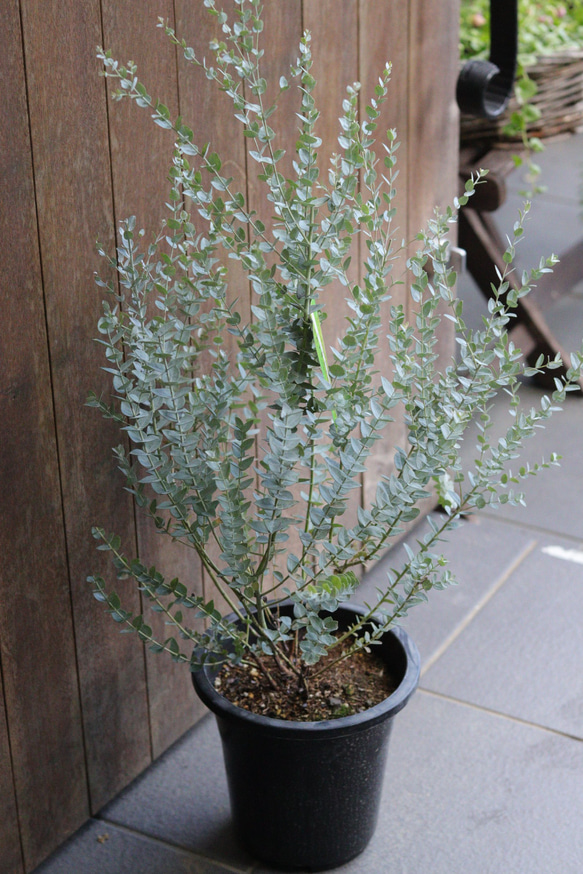 細やかな葉♡ユーカリ ムーンラグーン その他インテリア雑貨 トータルプランツイーグレット 通販 16539550｜Creema(クリーマ)