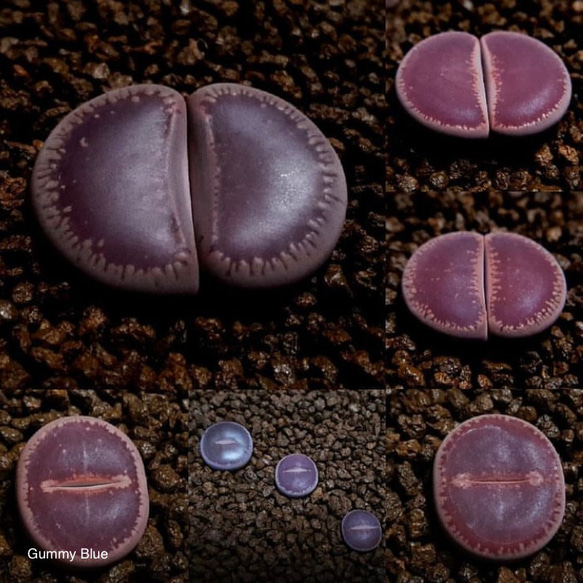 Lithops aucampiae ‘Corona-KO’ 日輪玉系 KOコロナ 種子 多肉植物 GummyBlue 通販｜Creema ...