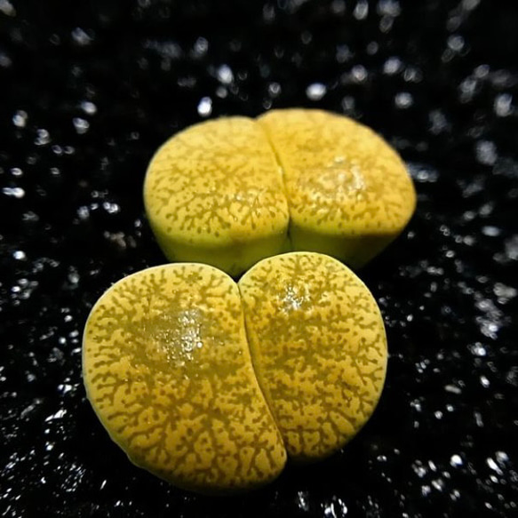 Lithops aucampiae ‘Jackson's jade’ C395 日輪玉系 ジャクソンズ・ジェイド 種子 多肉植物 ...