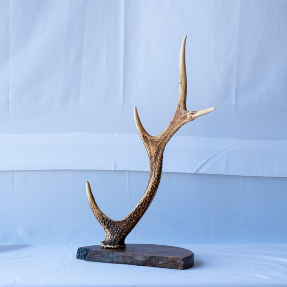 Antler display stand その他雑貨 mitsu44 通販 16646218｜Creema(クリーマ)