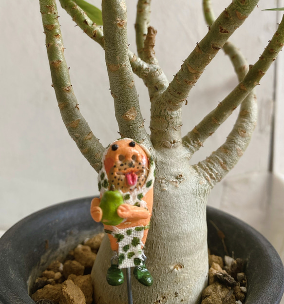 ガーデンピック「ミニ）⑤ ホッカムリオッサン ヨウナシ 多肉植物 alimie 通販｜Creema(クリーマ)