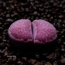 Lithops Julii cv. Red Violet 福来玉系 レッドバイオレット 種子 多肉植物 GummyBlue 通販 ...