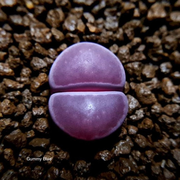 Lithops Julii cv. Red Violet 福来玉系 レッドバイオレット 種子 多肉植物 GummyBlue 通販 ...