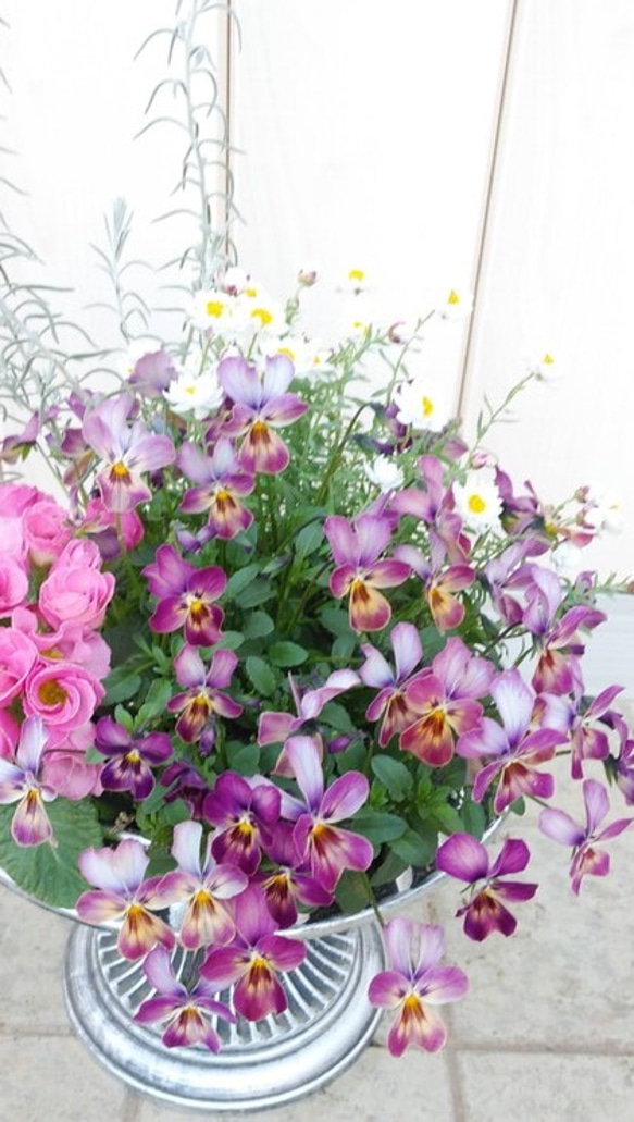 ビオラ しんしん 3ポットセット その他インテリア雑貨 アイビー 通販 16739295｜Creema(クリーマ)