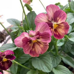 ビオラ しんしん 3ポットセット その他インテリア雑貨 アイビー 通販 16739295｜Creema(クリーマ)