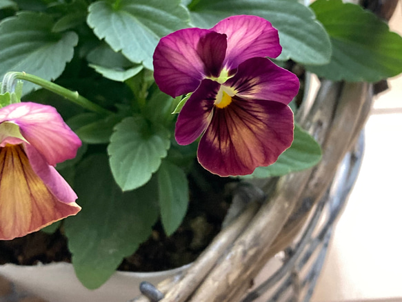 ビオラ しんしん 3ポットセット その他インテリア雑貨 アイビー 通販 16739295｜Creema(クリーマ)