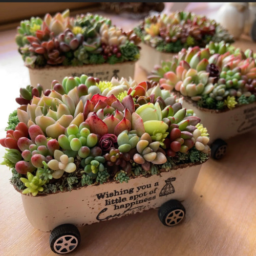 そのまま飾れる多肉植物寄せ植え 多肉植物 ba-boo house 通販 そのまま飾れる多肉植物寄せ植え 多肉植物 ba-boo house 通販