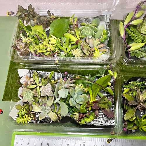 多肉植物カット苗詰め合わせ〜380円パック(ランダムです)フード 多肉植物カット苗詰め合わせ〜380円パック(ランダムです)フード