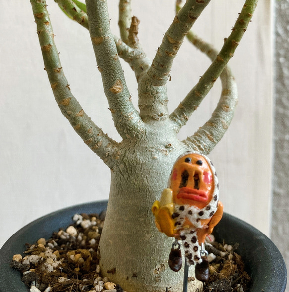 ガーデンピックミニ ホッカムリおっさん バナナ 多肉植物 alimie 通販 16817226｜Creema(クリーマ)