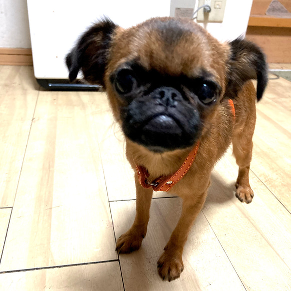 小型犬 ハーネス 胴輪 革 サイズオーダー：H2タイプ リード・首輪 extraheavy 通販 16871010｜Creema(クリーマ)