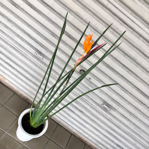 スタイル良好 花芽付き ストレリチア ノンリーフ その他 スタイル良好 花芽付き ストレリチア ノンリーフ その他