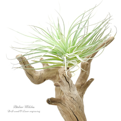 流木エアプランツスタンド 一輪挿し・花瓶・花器 atelier milcha 通販 16897861｜Creema(クリーマ)