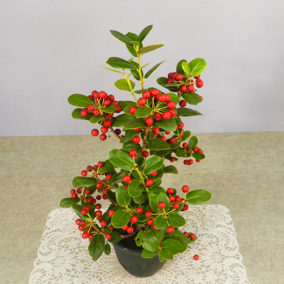 ★ENGEI ichioki★西洋ヒイラギ「クリスマスホーリー」株鉢 実が見頃です その他インテリア雑貨 ENGEI ichioki 通販 16999487｜Creema(クリーマ)