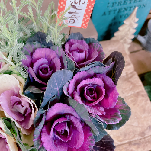 ラスト!現品のみ!葉牡丹寄せ植え♡【ムーンドロップハボタン ラスト!現品のみ!葉牡丹寄せ植え♡【ムーンドロップハボタン