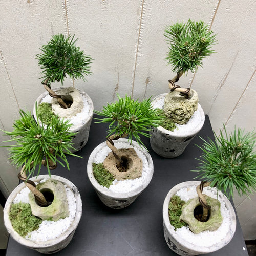 ミニ盆栽 松 その他インテリア雑貨 PLANTS SHOP OLIVE 通販 ミニ盆栽 松 その他インテリア雑貨 PLANTS SHOP OLIVE 通販