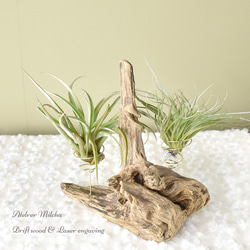 流木のエアプランツスタンド 一輪挿し・花瓶・花器 atelier milcha 通販 17088301｜Creema(クリーマ)