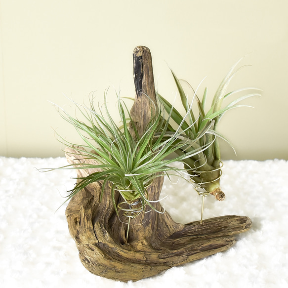 流木のエアプランツスタンド 一輪挿し・花瓶・花器 atelier milcha 通販 17088301｜Creema(クリーマ)