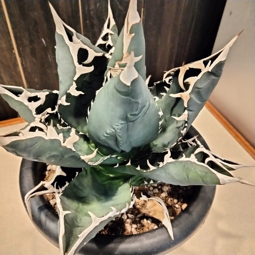 アガベ チタノタ ホワイトシャーク agave 大きめ株 高さ30cm 横 アガベ チタノタ ホワイトシャーク agave 大きめ株 高さ30cm 横