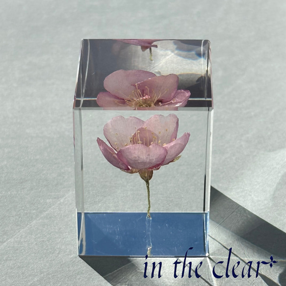 植物標本 桜 ピンク レジン 3センチ角柱 ハーバリウム・植物標本 in the clear 通販 17150080｜Creema(クリーマ)