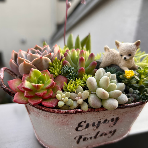 寄せ植え ワンちゃん達と多肉植物 (癒されシリーズ) 多肉植物 寄せ植え ワンちゃん達と多肉植物 (癒されシリーズ) 多肉植物