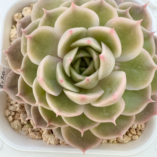 オウンスロー*紅葉品種*エケベリア*多肉植物*抜き苗 多肉 オウンスロー*紅葉品種*エケベリア*多肉植物*抜き苗 多肉