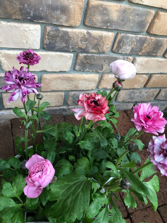 ＊花苗＊ラナンキュラス「イカロス」新種 ピンク その他素材 Comu＊Garden 通販 17292226｜Creema(クリーマ)