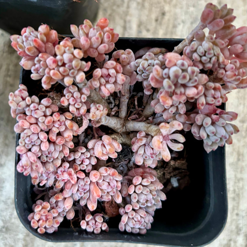 多肉植物 剃っ 韓国苗 ブルーハイヒール 多肉植物 剃っ 韓国苗 ブルーハイヒール