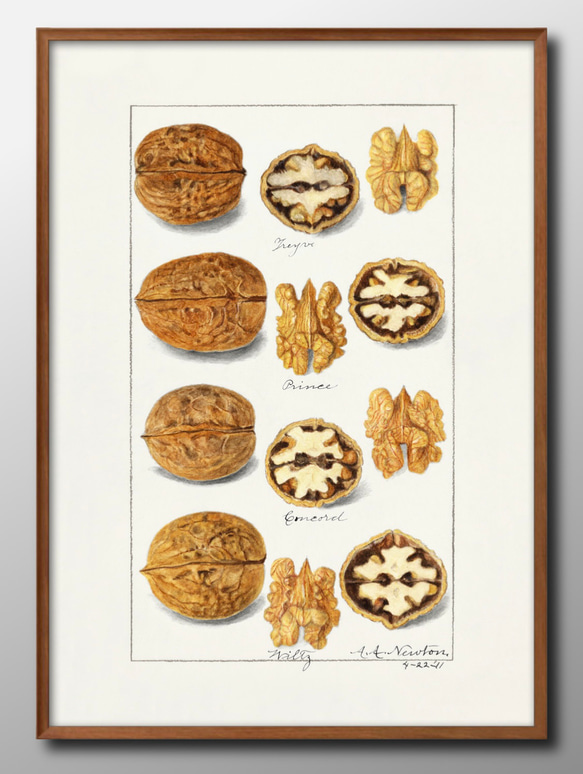 14503 アートポスター 絵画 A3サイズ『クルミ 胡桃 ビンテージ』イラスト デザイン 上級マット紙 北欧 絵画 お家で美術館 AI高画質処理導入店 通販 17427382｜Creema ...