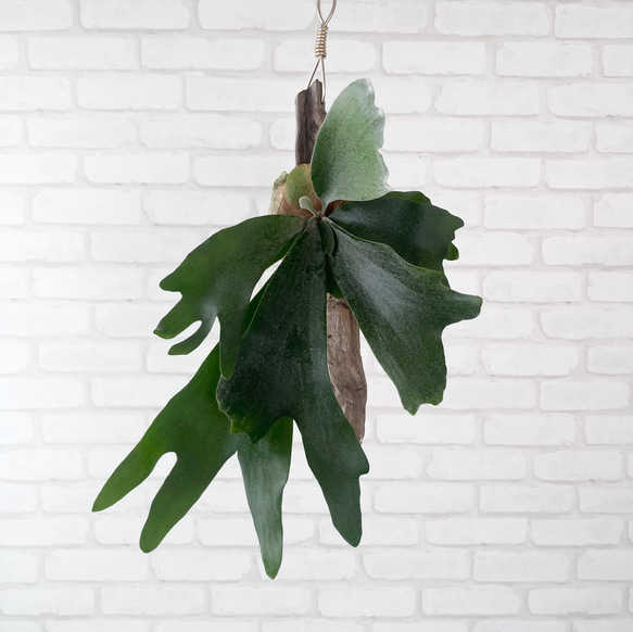 ビカクシダ コウモリラン 流木付け 観葉植物 ハンギンググリーン BRS400 その他インテリア雑貨 BOTAKA 通販 17467807 ...