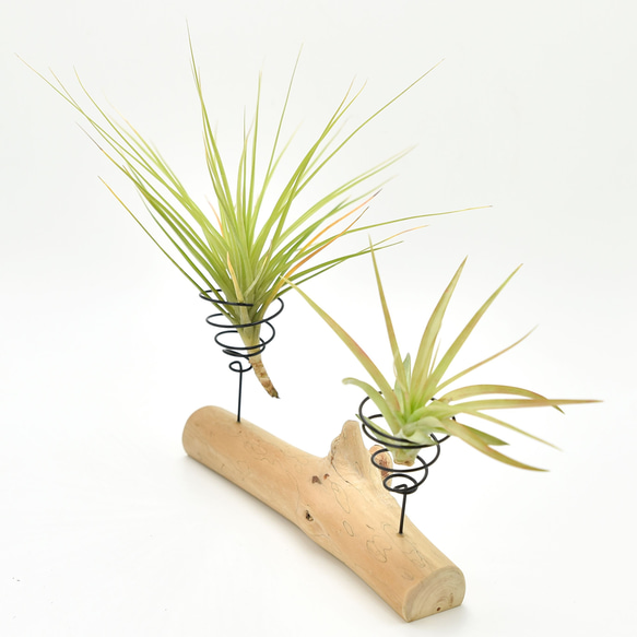 シンプルな流木エアプランツスタンド 一輪挿し・花瓶・花器 atelier milcha 通販 17480973｜Creema(クリーマ)