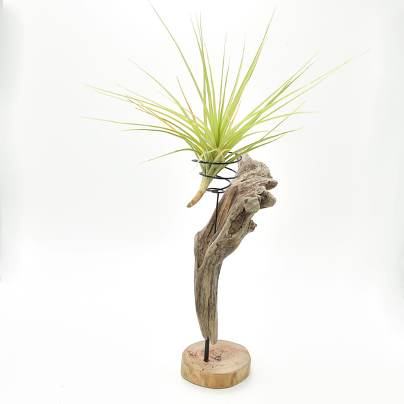 ダークカラー流木の一本立ちエアプランツスタンド 一輪挿し・花瓶・花器 atelier milcha 通販 17480982｜Creema(クリーマ)