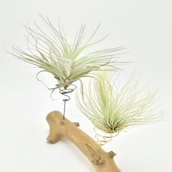 シンプルな流木エアプランツスタンド 一輪挿し・花瓶・花器 atelier milcha 通販 17480991｜Creema(クリーマ)