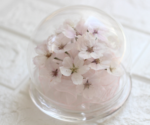 生花のような枯れない本物のお花 桜のドームボトル・染井吉野/母の日・誕生日・お見舞い・退職祝い ドライフラワー Alice Rose 通販 ...
