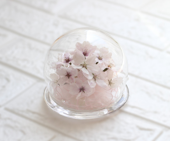 生花のような枯れない本物のお花 桜のドームボトル・染井吉野/母の日・誕生日・お見舞い・退職祝い ドライフラワー Alice Rose 通販 ...