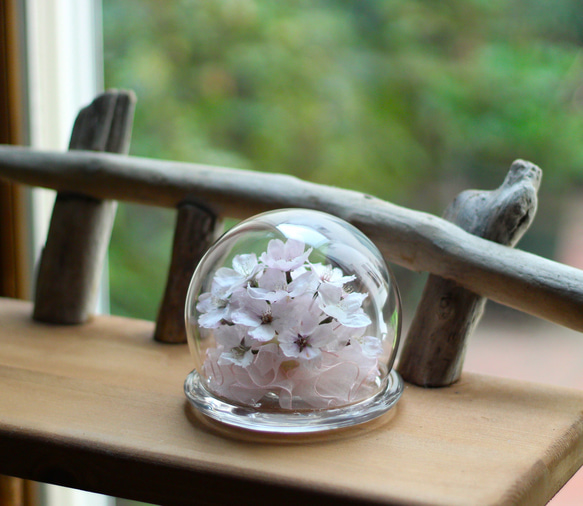 生花のような枯れない本物のお花 桜のドームボトル・染井吉野/母の日・誕生日・お見舞い・退職祝い ドライフラワー Alice Rose 通販 ...