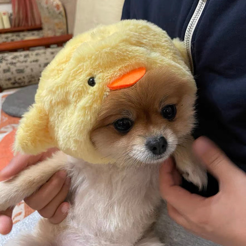 可愛い猫犬 ワンチャン ニャーチャン ペット用 鳥帽子 ペット服 可愛い猫犬 ワンチャン ニャーチャン ペット用 鳥帽子 ペット服