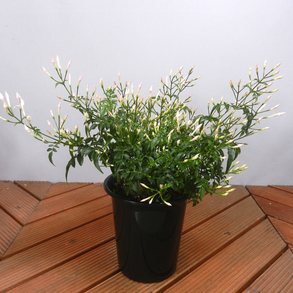 ★ENGEI ichioki★ハゴロモ・ジャスミン・鉢花01 4号鉢・香り花・可愛らしい白花 その他インテリア雑貨 ENGEI ichioki 通販 17564233｜Creema(クリーマ)