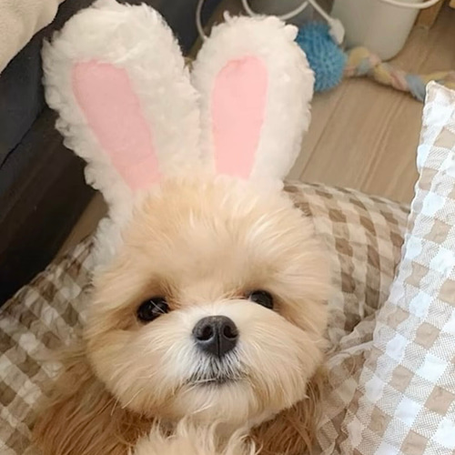 可愛い猫犬 ワンチャン ニャーチャン ペット用 熊兎羊帽子 可愛い猫犬 ワンチャン ニャーチャン ペット用 熊兎羊帽子