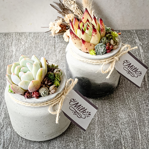 そのまま飾れる多肉植物寄せ植え 多肉植物 ba-boo house 通販 そのまま飾れる多肉植物寄せ植え 多肉植物 ba-boo house 通販