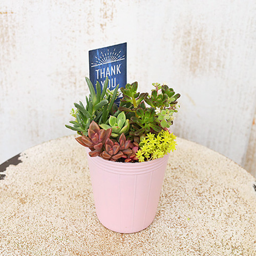 多肉植物 セダム 寄せ植え 2.5号 多年草 育てやすい 強い 丈夫 多肉植物 セダム 寄せ植え 2.5号 多年草 育てやすい 強い 丈夫
